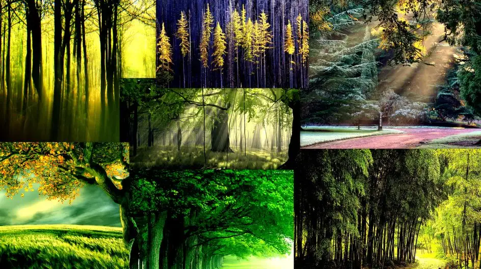 Collage De Tela Paisajes Bosques 🌳 DÍA DEL ÁRBOL, Hoy Rendimos