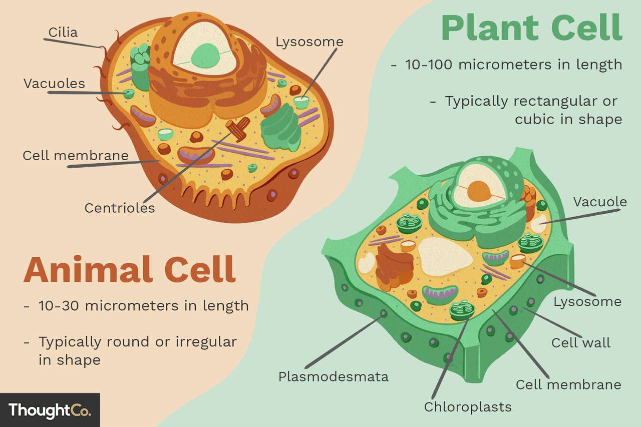 Animal And Plant Cells EPuzzle Photo Puzzle Animal And Plant Cells EPuzzle Photo Puzzle